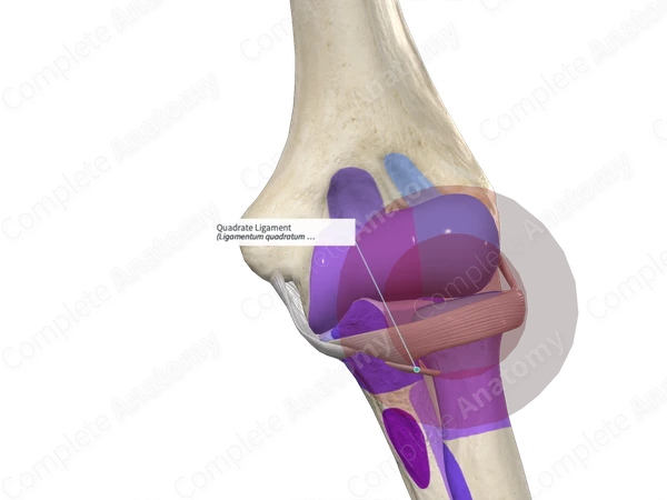 Quadrate Ligament | Complete Anatomy