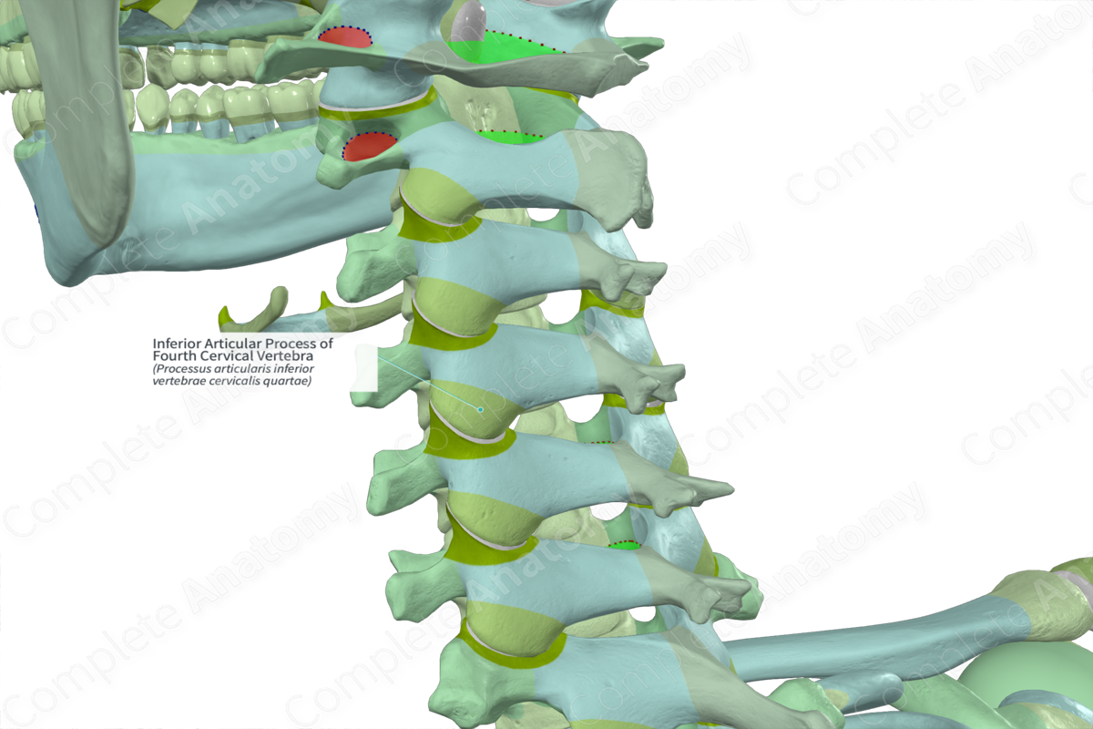 Inferior Articular Process Of Fourth Cervical Vertebra Right