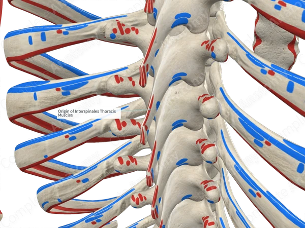 Origin of Interspinales Thoracis Muscles | Complete Anatomy