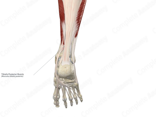 Tibialis Posterior Muscle | Complete Anatomy