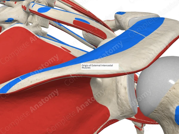 Origin of External Intercostal Muscles | Complete Anatomy