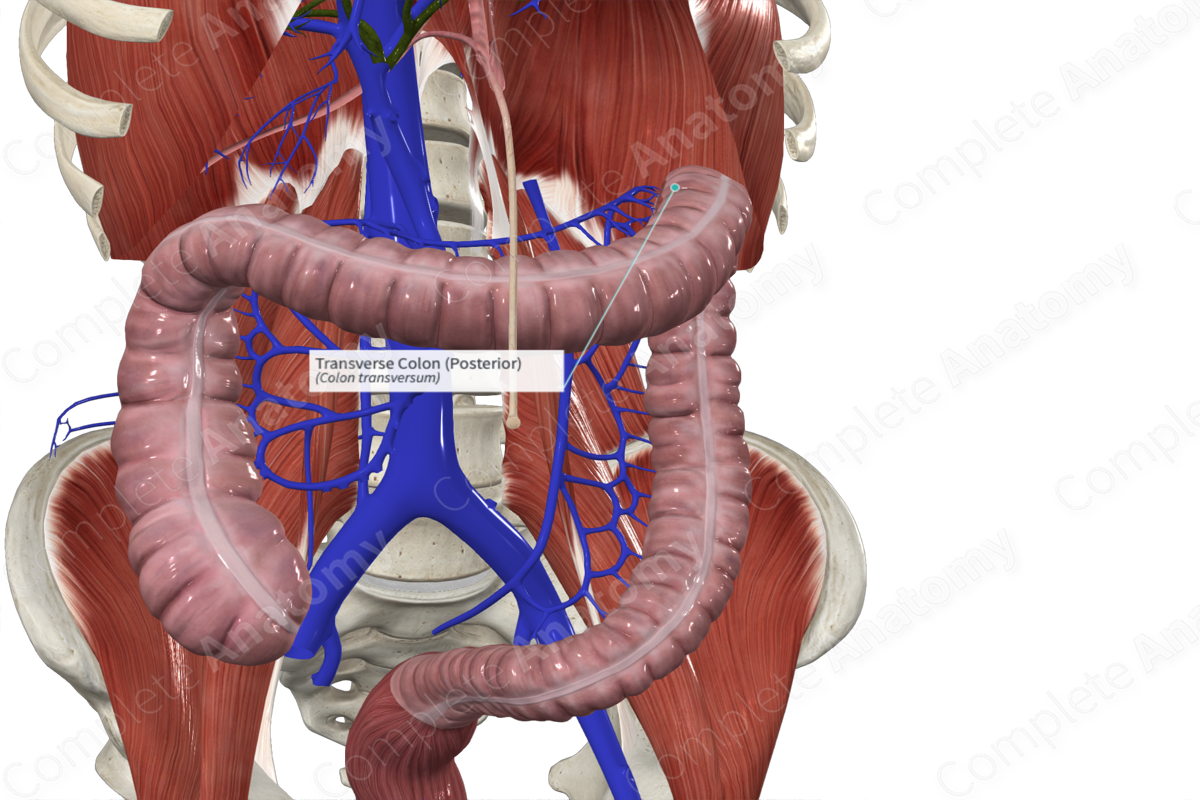 Transverse Colon Posterior Complete Anatomy