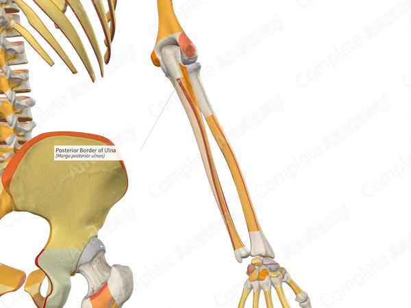 Posterior Border of Ulna | Complete Anatomy