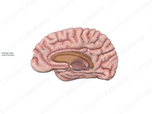 Frontal Lobe Anatomy
