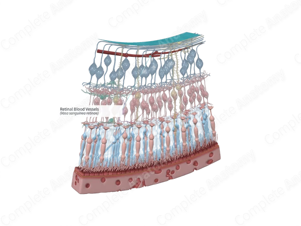 Retinal Blood Vessels | Complete Anatomy