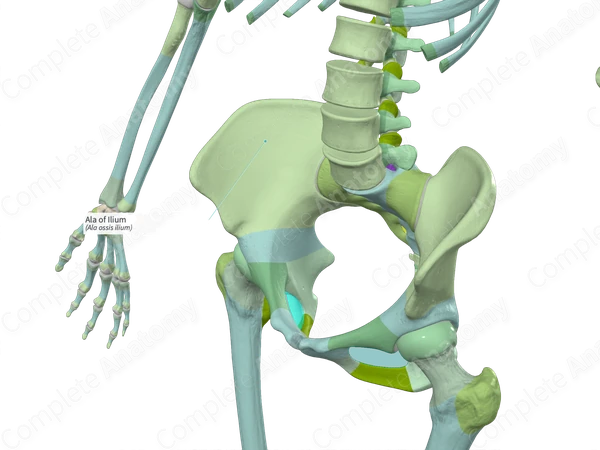 Ala of Ilium | Complete Anatomy
