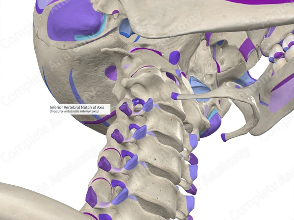 Inferior Vertebral Notch of Axis (Left) | Complete Anatomy