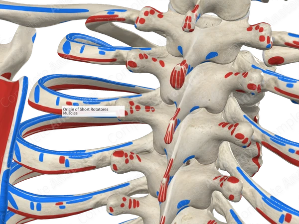 Origin of Short Rotatores Muscles | Complete Anatomy