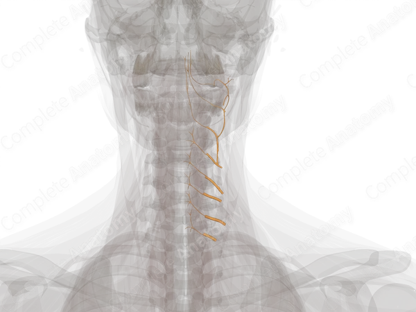 Anterior Rami of Cervical Nerves (Left) | Complete Anatomy