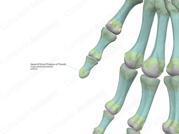 Head of Distal Phalanx of Thumb | Complete Anatomy