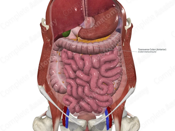 Transverse Colon (Anterior) | Complete Anatomy