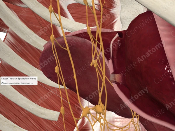 Lesser Thoracic Splanchnic Nerve | Complete Anatomy