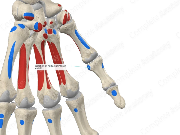 Insertion of Adductor Pollicis Muscle | Complete Anatomy