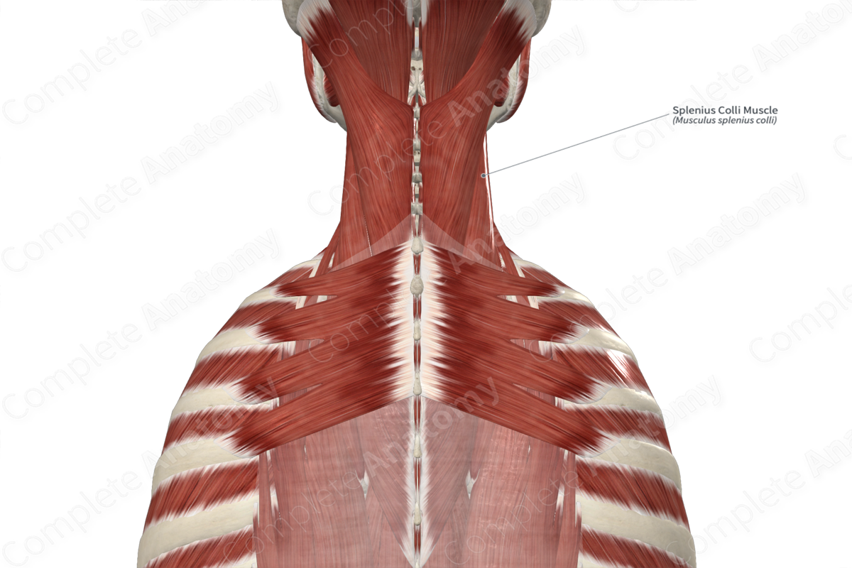 Splenius Colli Muscle | Complete Anatomy