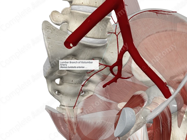 Lumbar Branch of Iliolumbar Artery | Complete Anatomy