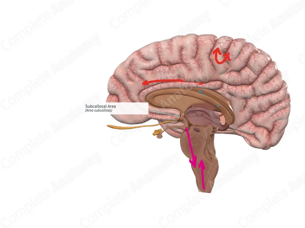 Subcallosal Area | Complete Anatomy