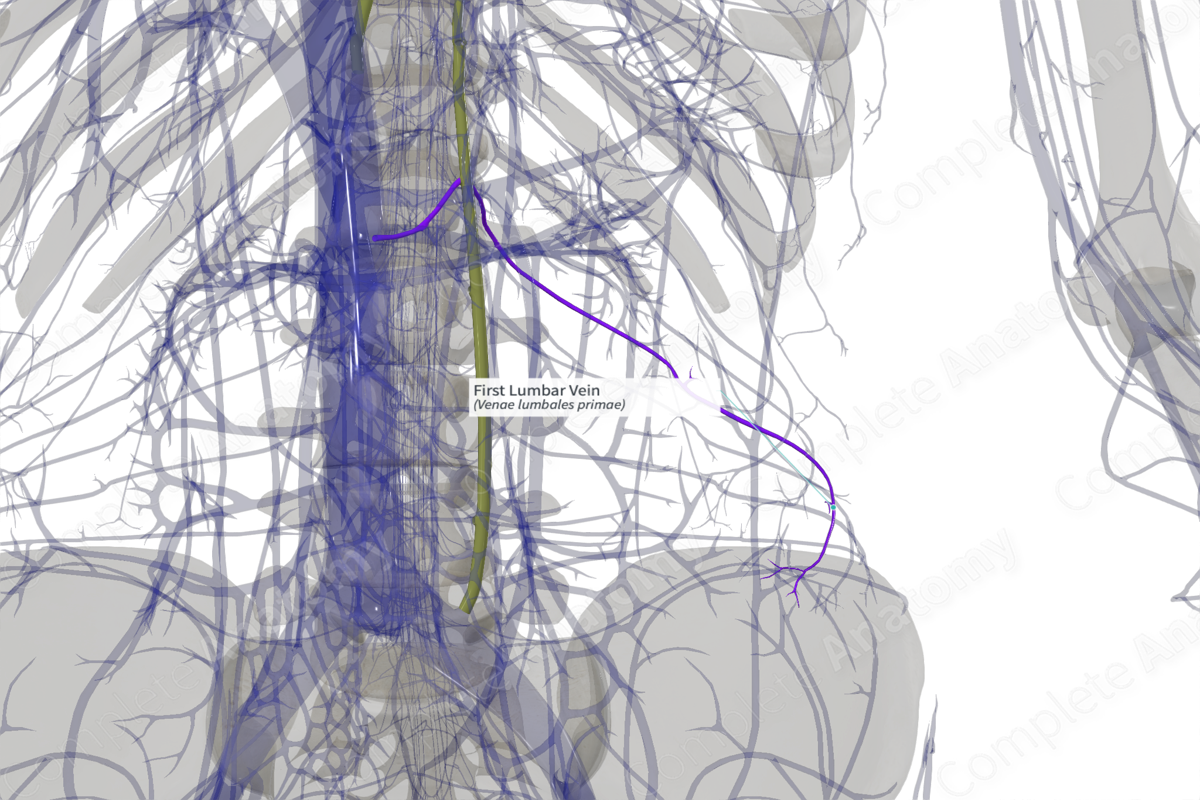 First Lumbar Vein Right Complete Anatomy
