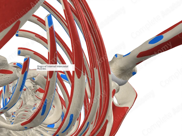 Origin of Internal Intercostal Muscles | Complete Anatomy
