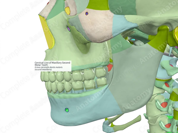 Cervical Line of Maxillary Second Molar Tooth | Complete Anatomy