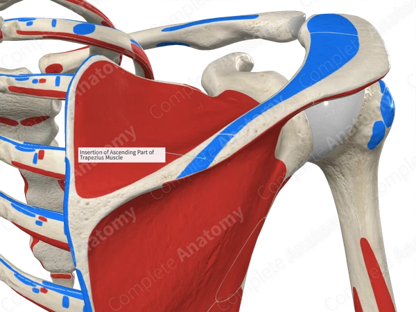 Insertion of Ascending Part of Trapezius Muscle | Complete Anatomy
