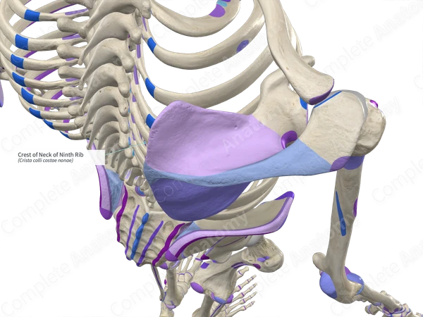 Crest of Neck of Ninth Rib | Complete Anatomy