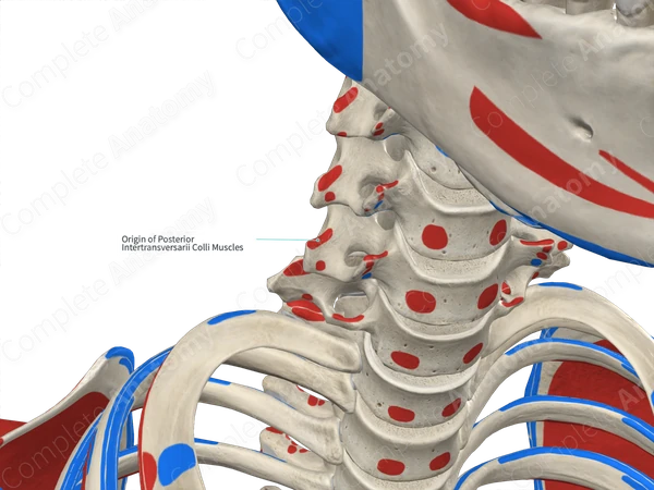 Origin of Posterior Intertransversarii Colli Muscles | Complete Anatomy