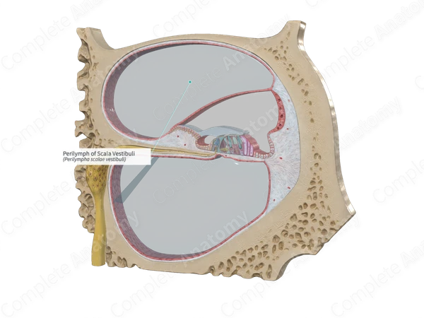 Perilymph of Scala Vestibuli | Complete Anatomy