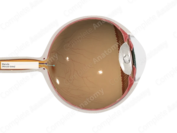 Macula | Complete Anatomy