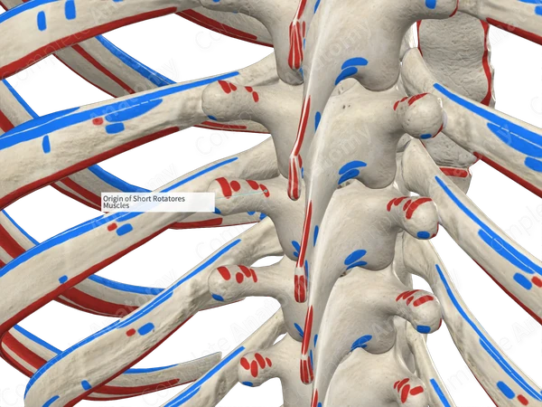 Origin of Short Rotatores Muscles | Complete Anatomy