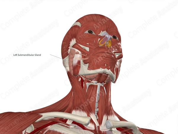 Submandibular Gland | Complete Anatomy