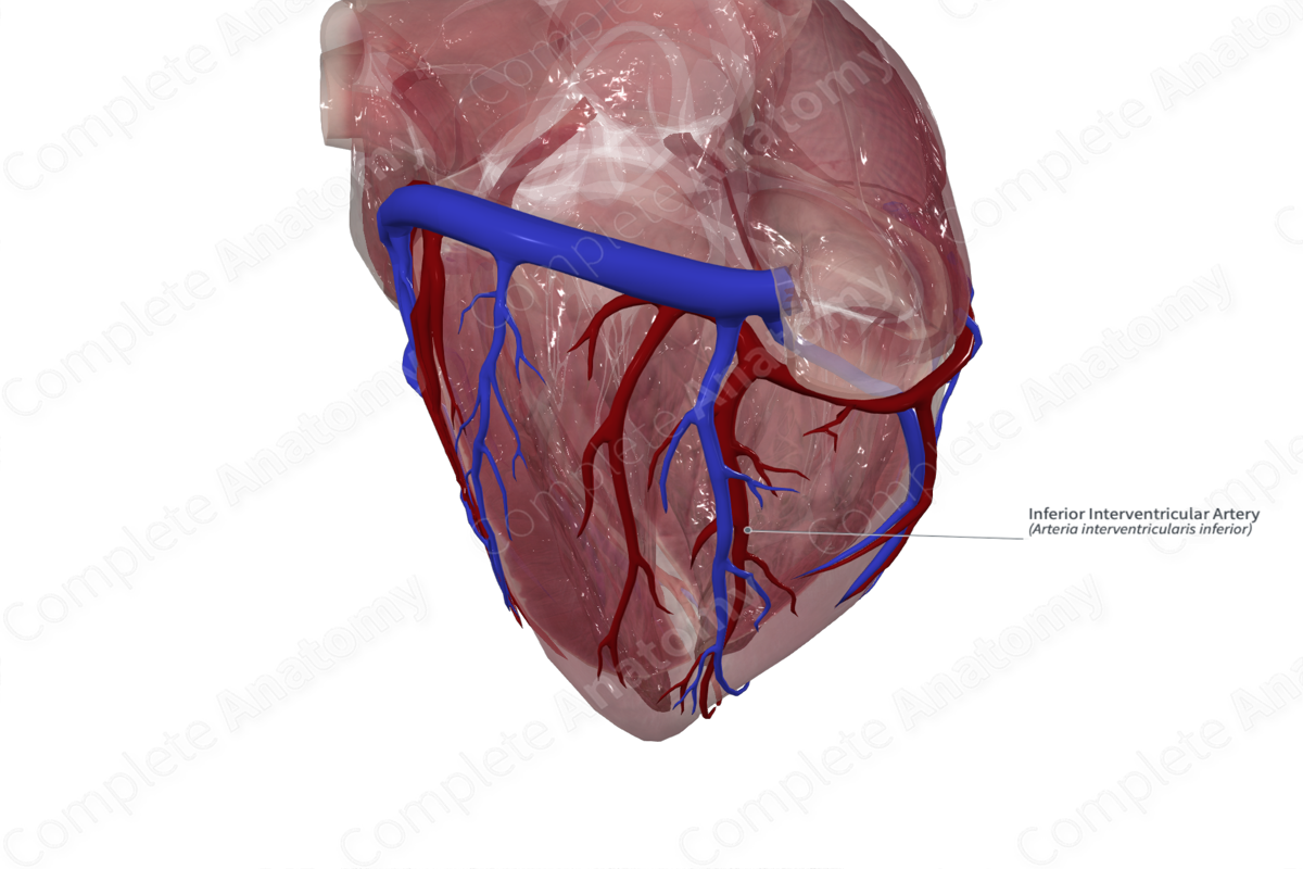 Inferior Interventricular Artery | Complete Anatomy