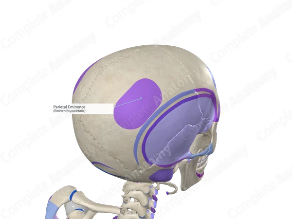 Parietal Eminence | Complete Anatomy