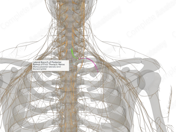 Lateral Branch of Posterior Ramus of First Thoracic Nerve (Left ...