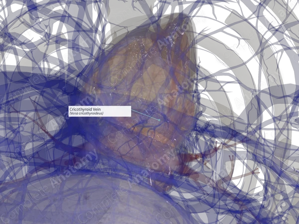 Cricothyroideus Membran Leiche Needle Cricothyrotomy ScienceDirect