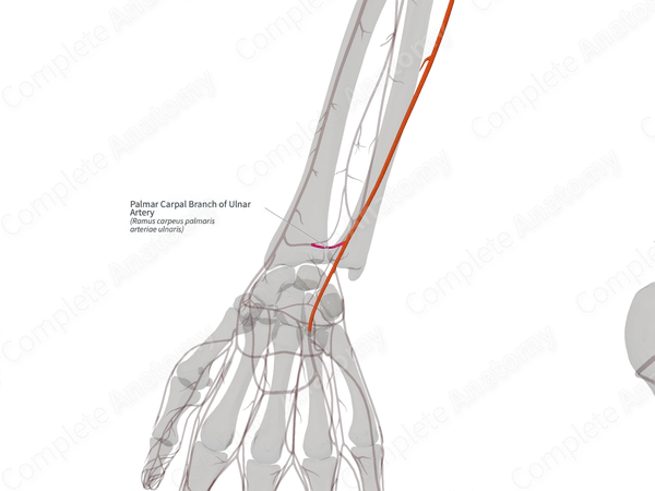 Palmar Carpal Branch of Ulnar Artery (Left) | Complete Anatomy