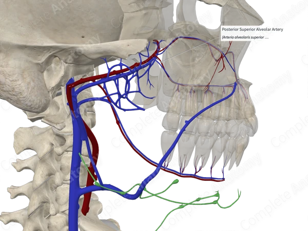 Arteria Alveolar Superior Posterior Soft Tissue Management In Implant