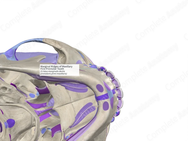 Marginal Ridges of Maxillary First Premolar Tooth | Complete Anatomy