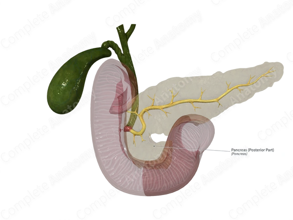 Pancreas (Posterior Part) | Complete Anatomy