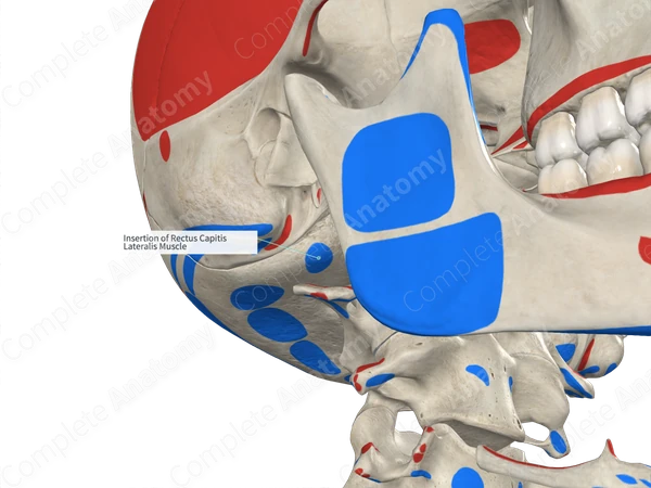 Insertion of Rectus Capitis Lateralis Muscle | Complete Anatomy