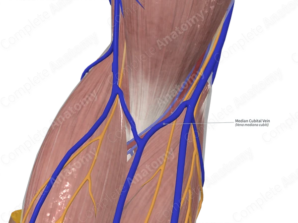 Median Cubital Vein | Complete Anatomy