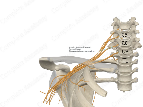 Anterior Ramus of Seventh Cervical Nerve | Complete Anatomy
