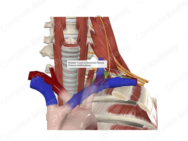 Brachial Plexus Model