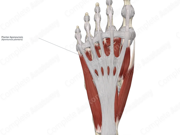Plantar Aponeurosis | Complete Anatomy
