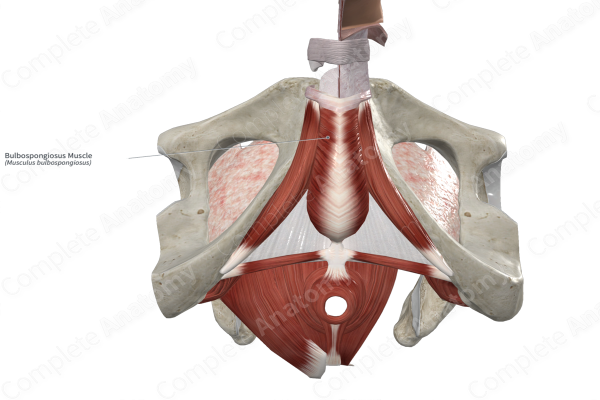 Bulbospongiosus Muscle | Complete Anatomy