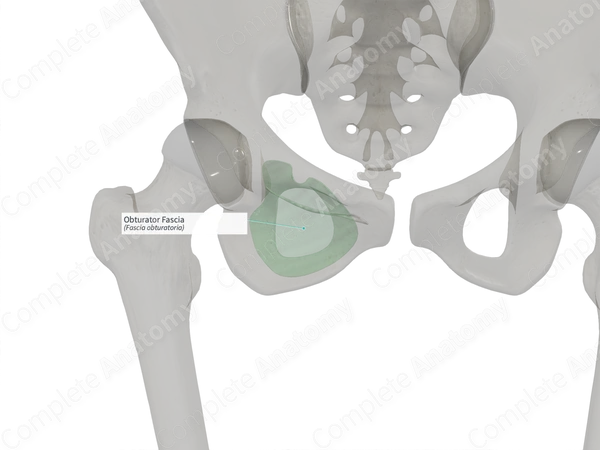 Obturator Fascia (Left) | Complete Anatomy