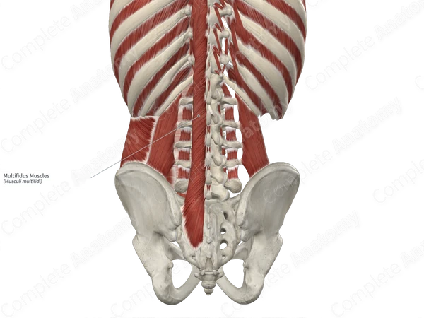 Arteria Lombar Lumbar Compression Fracture Physiopedia