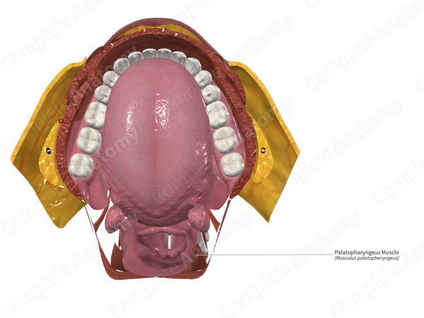 Palatopharyngeus Muscle | Complete Anatomy