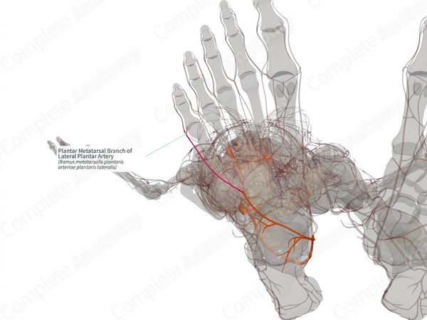 Plantar Metatarsal Branch of Lateral Plantar Artery (Right) | Complete ...