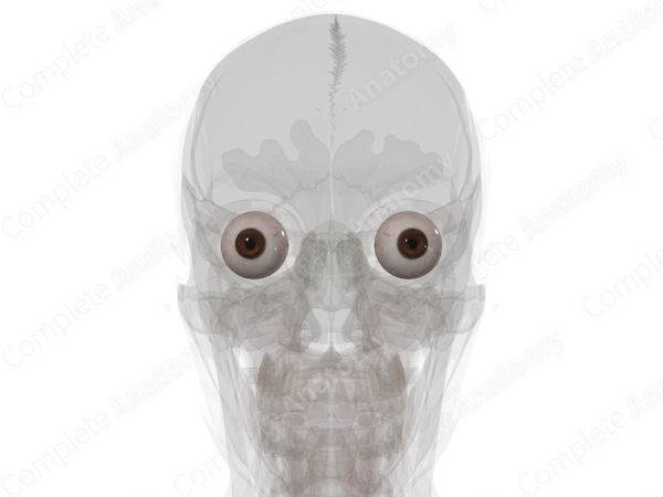 Eyeball | Complete Anatomy