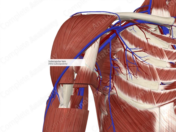 Subscapular Vein | Complete Anatomy